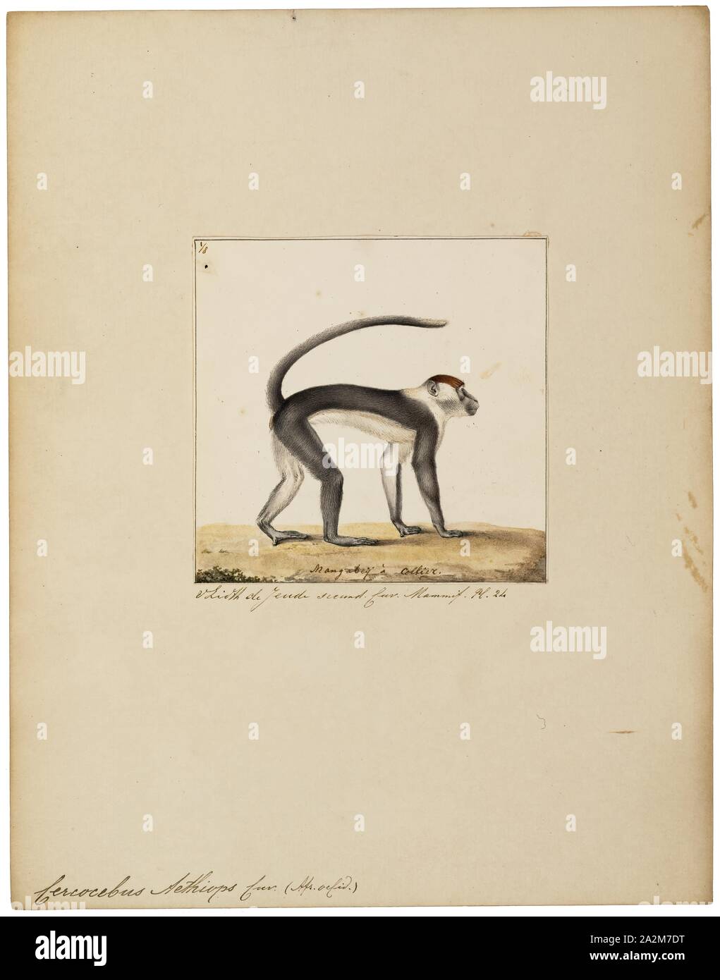 Cercocebus aethiops, Print, 1829-1867 Stock Photo - Alamy