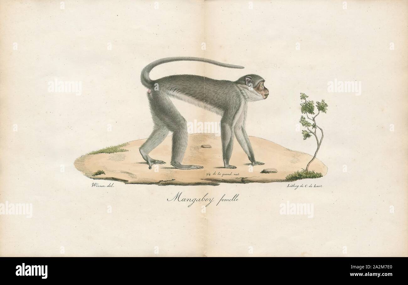 Cercocebus fuliginosus, Print, White-eyelid mangabey, The white-eyelid ...