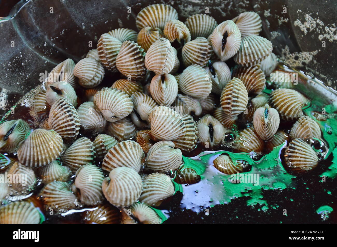 pickled blood cockle shellfish in salt water for sale on market Stock ...