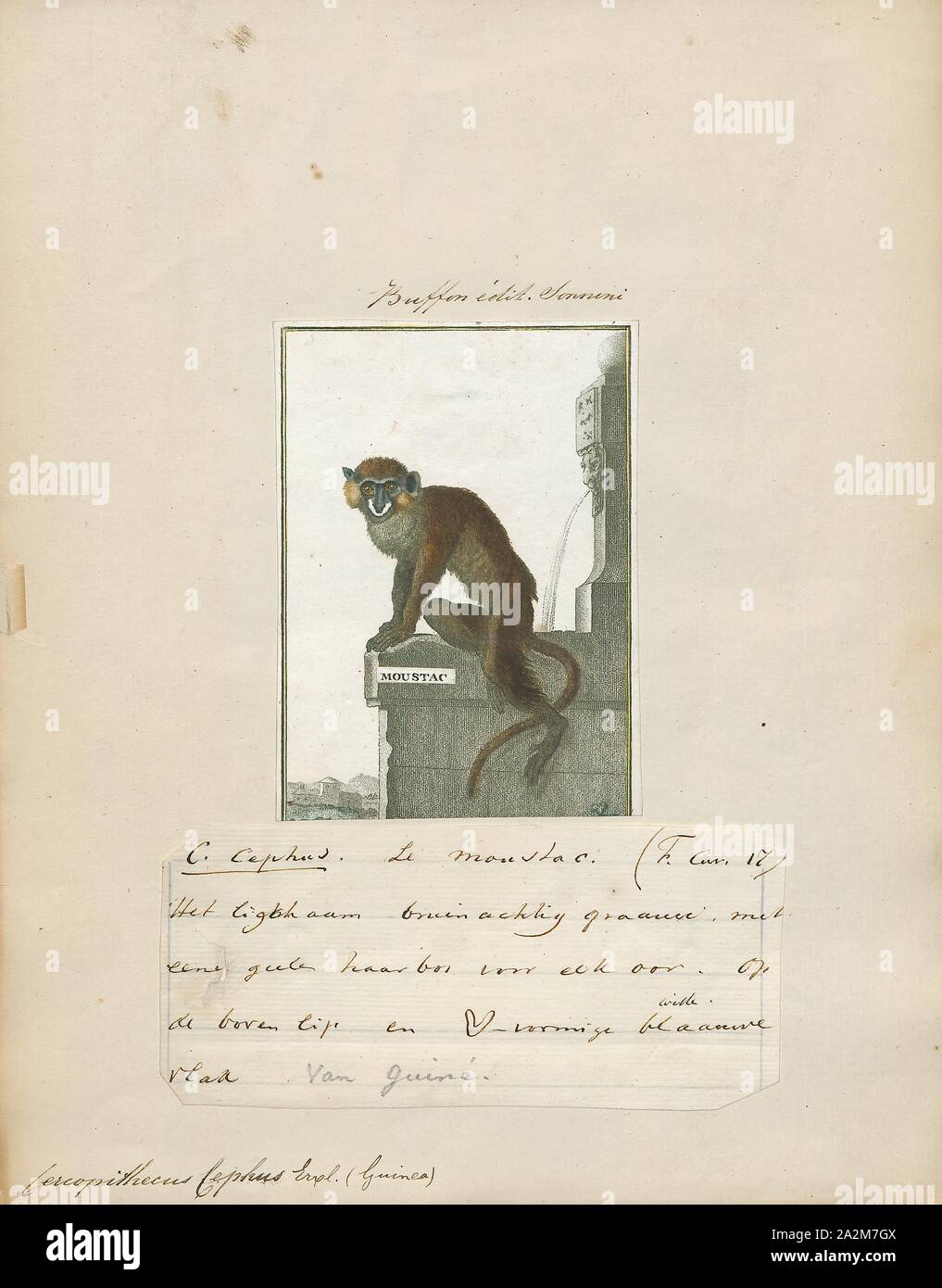 Equatorial guinea species hi-res stock photography and images - Alamy