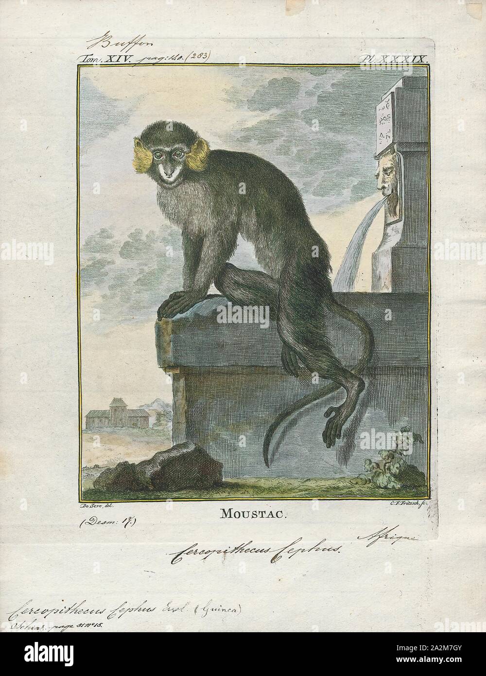 Equatorial guinea species hi-res stock photography and images - Alamy