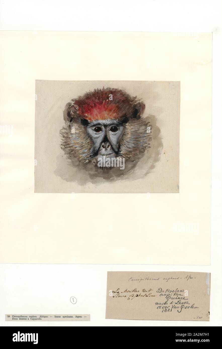 Guenon congo hi-res stock photography and images - Alamy