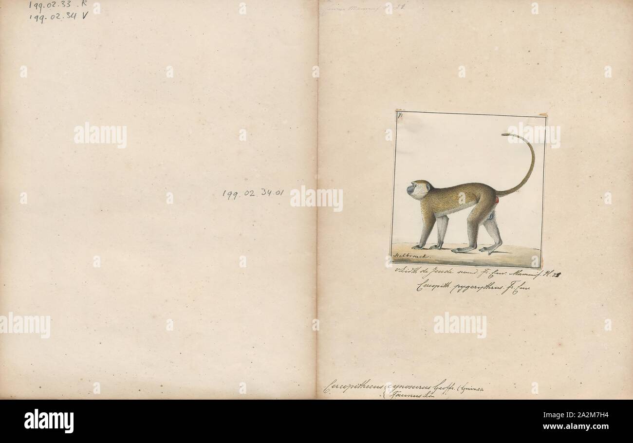 Cercopithecus cynosurus hi-res stock photography and images - Alamy