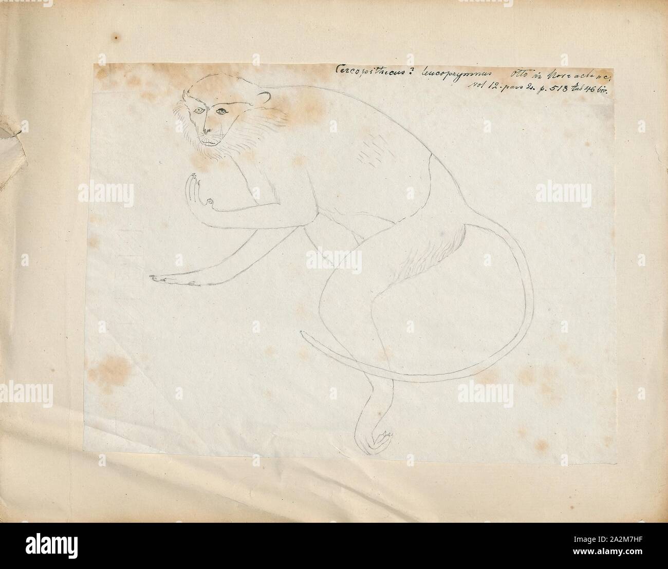 Leucoprymnus hi-res stock photography and images - Alamy