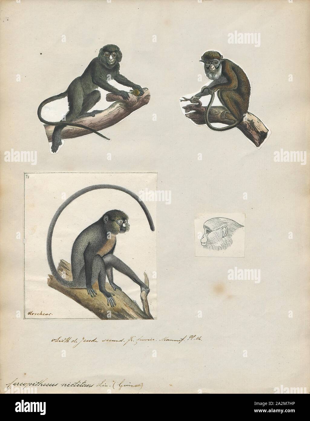 Nictitans monkeys hi-res stock photography and images - Alamy