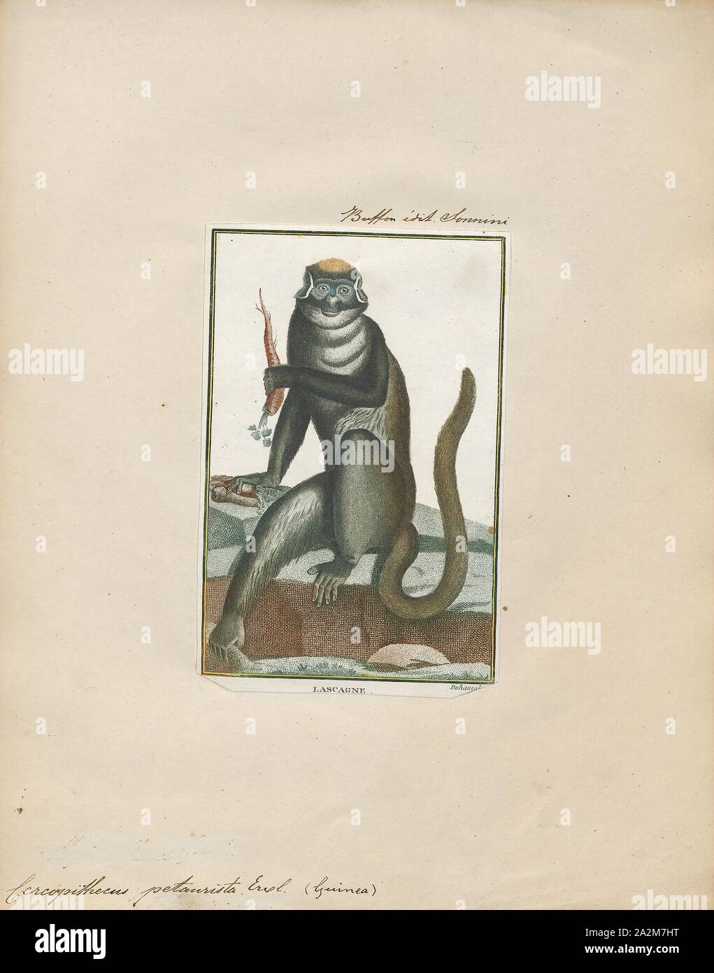 Cercopithecus petaurista, Print, The lesser spot-nosed monkey, lesser ...