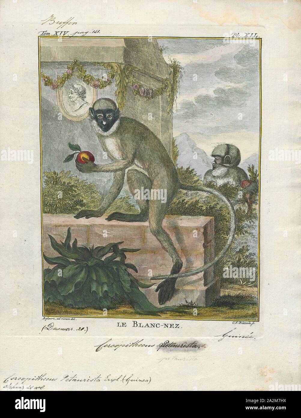 Cercopithecus petaurista, Print, The lesser spot-nosed monkey, lesser ...