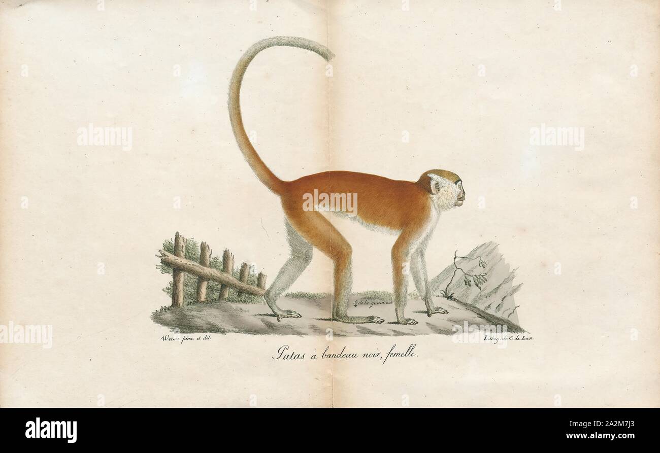 Cercopithecus ruber hi-res stock photography and images - Alamy