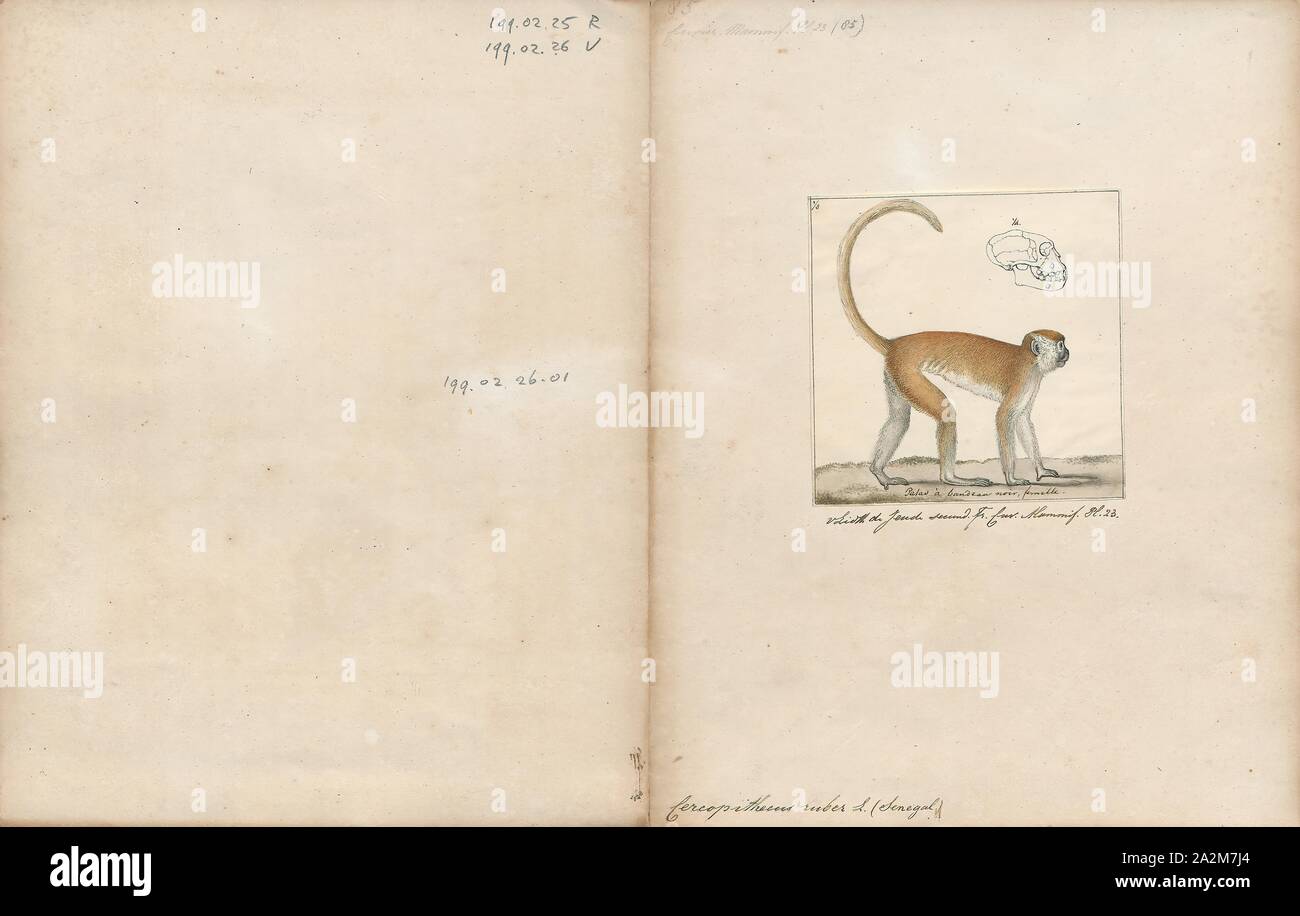 Cercopithecus ruber hi-res stock photography and images - Alamy