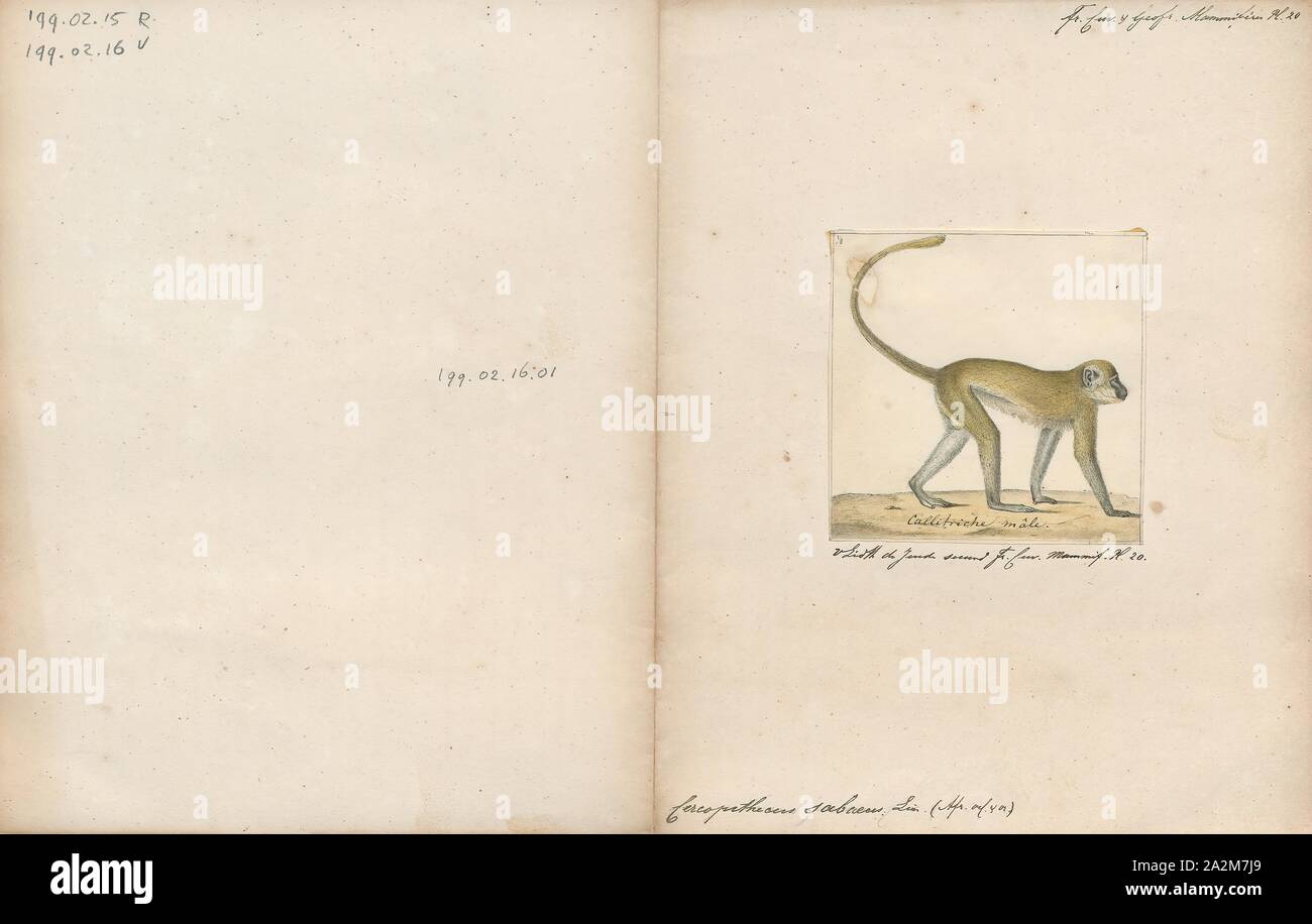 Cercopithecus sabaeus, Print, The green monkey (Chlorocebus sabaeus ...