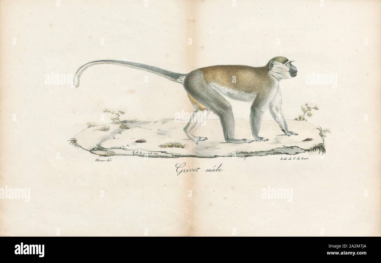 Cercopithecus sabaeus, Print, The green monkey (Chlorocebus sabaeus ...