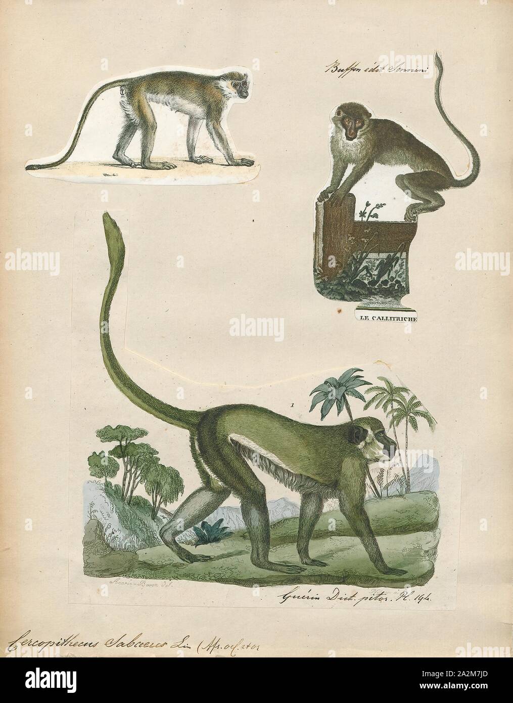 Old world monkey species hi-res stock photography and images - Alamy