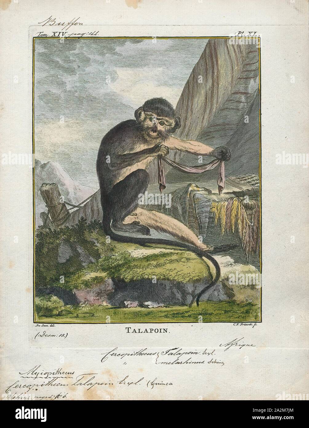 Cercopithecus talapoin, Print, Guenon, The guenons are the genus ...