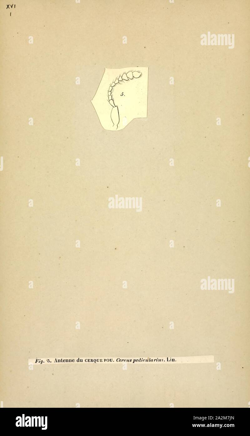 Cercus hi-res stock photography and images - Alamy