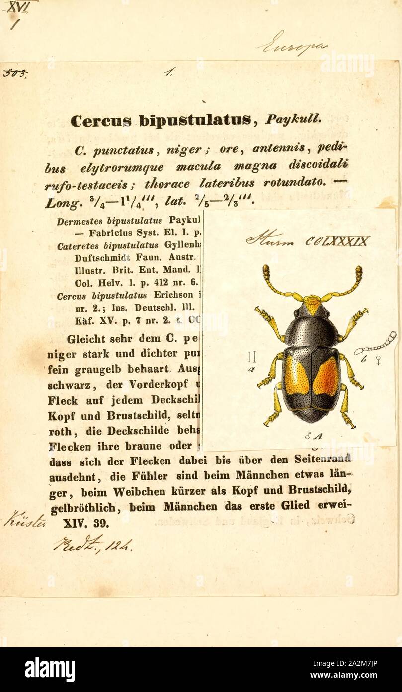 Cercus hi-res stock photography and images - Alamy