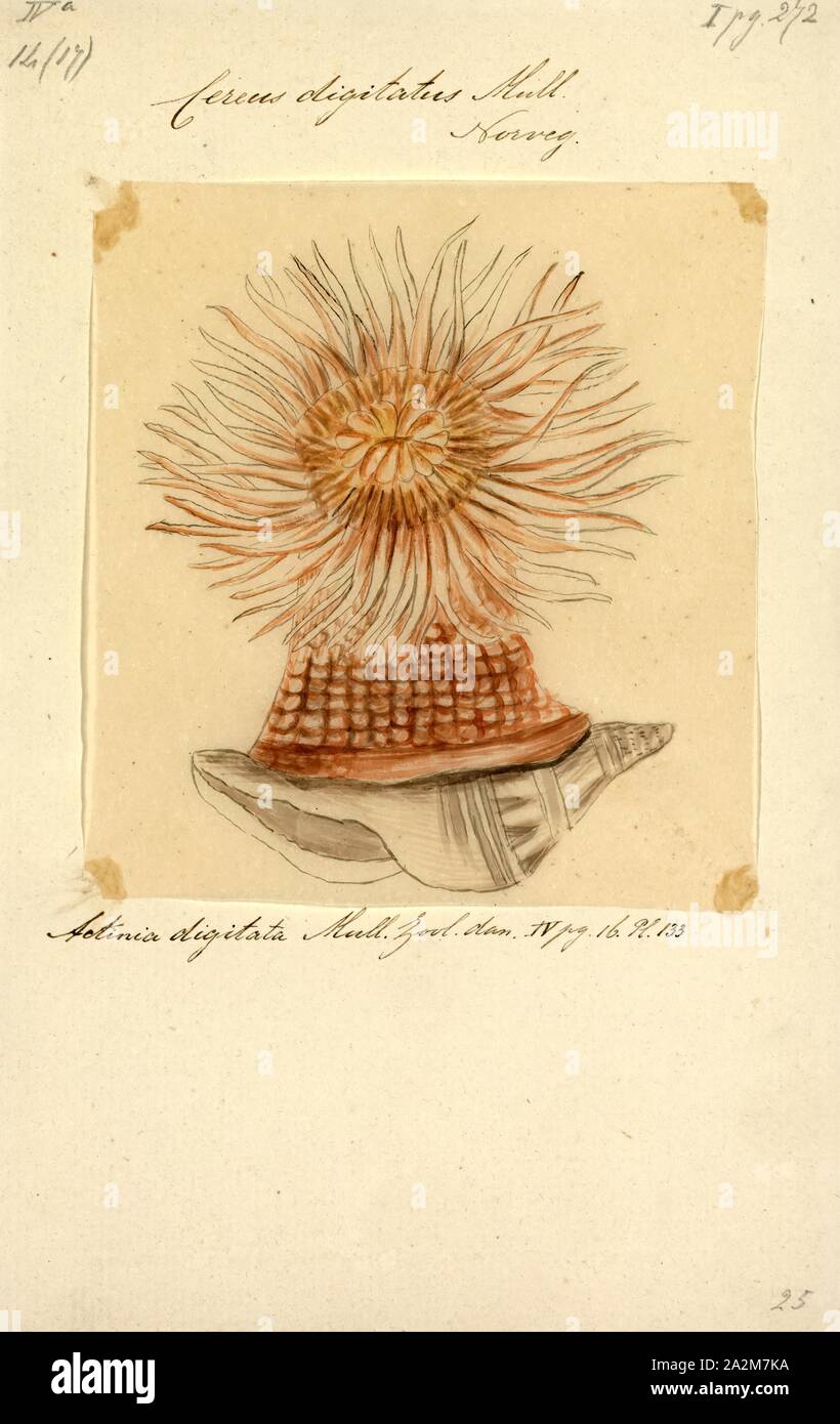 Digitatus hi-res stock photography and images - Alamy