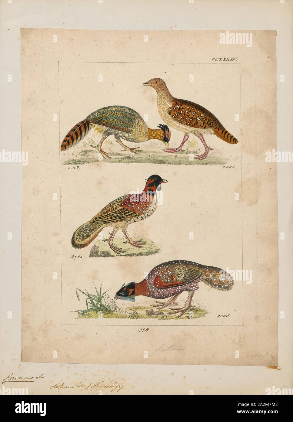 Ceriornis satyra, Print, 1820-1860 Stock Photo - Alamy