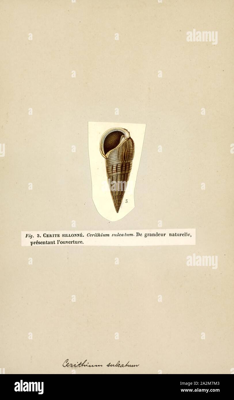 Cerithium, Print, Cerithium is a genus of small to medium-sized sea ...