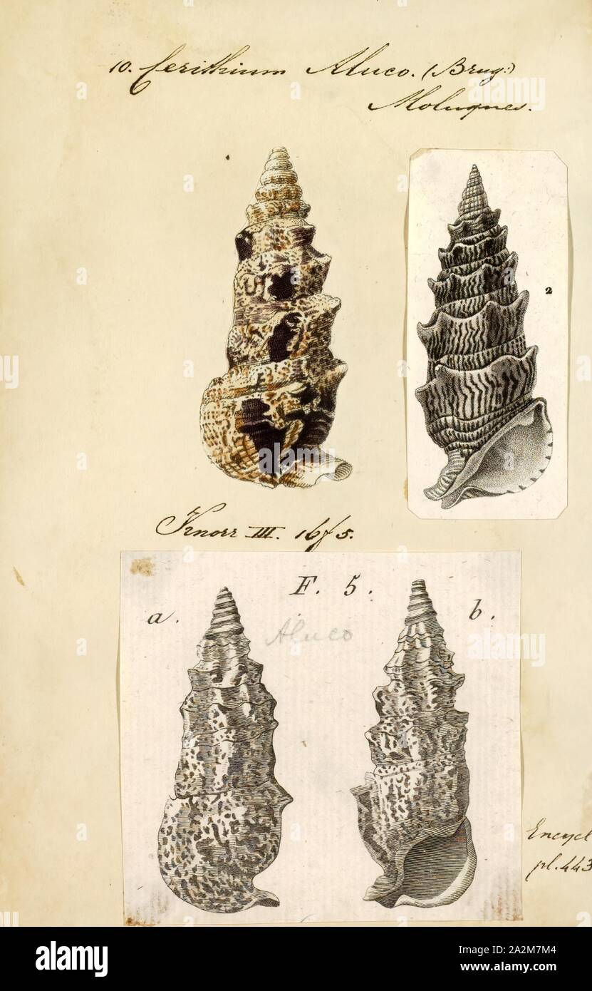 Cerithium aluco hi-res stock photography and images - Alamy