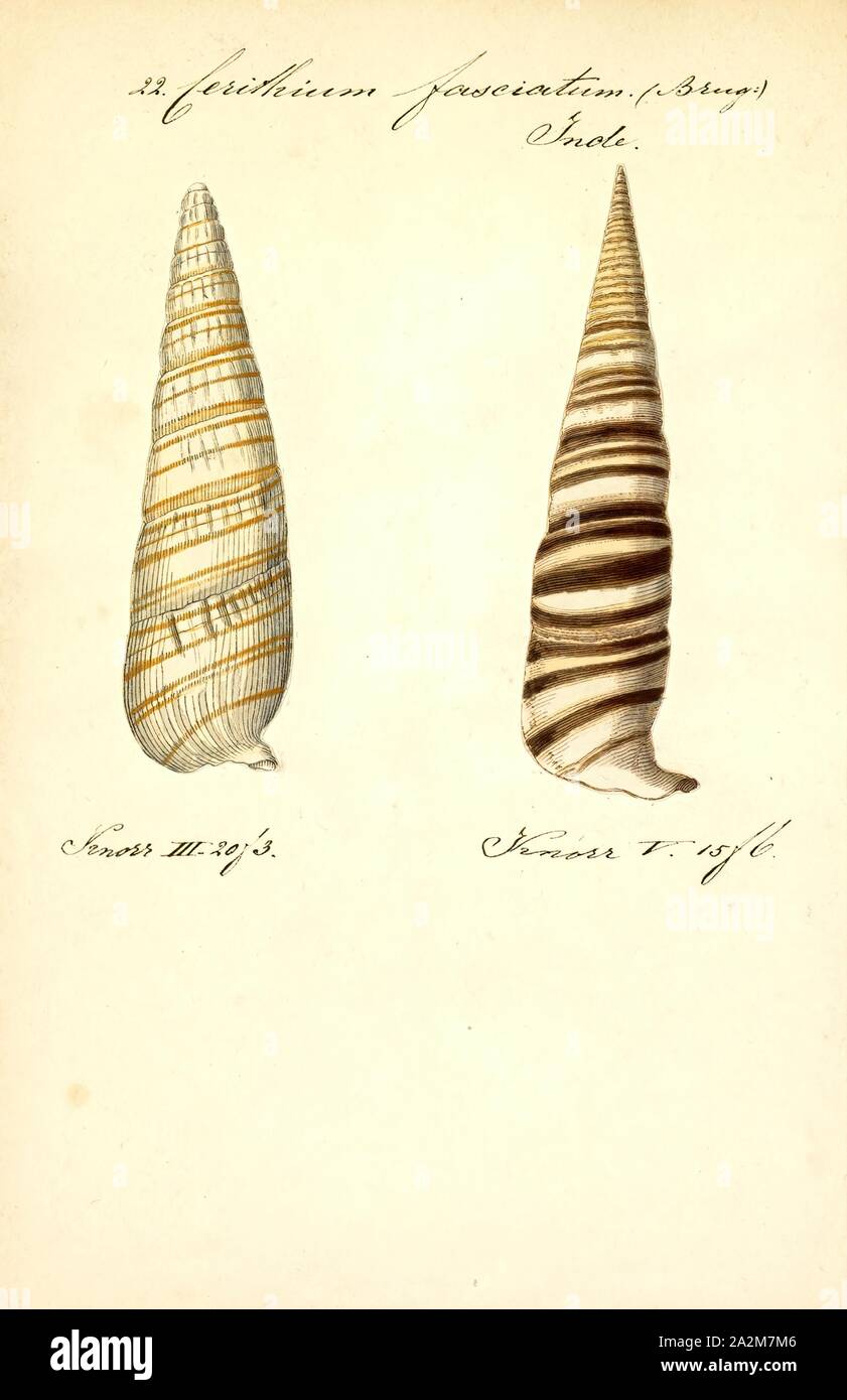 Cerithium fasciatum hi-res stock photography and images - Alamy