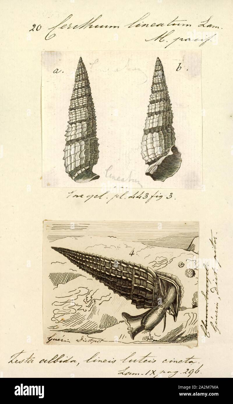 Cerithium lineatum hi-res stock photography and images - Alamy