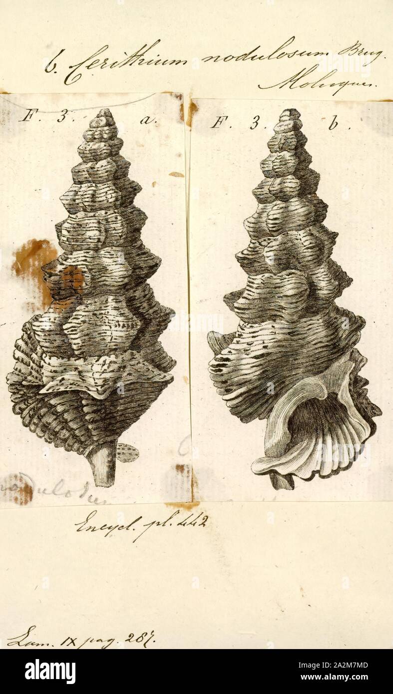 Cerithium nodulosum, Print, Cerithium nodulosum is a species of sea ...