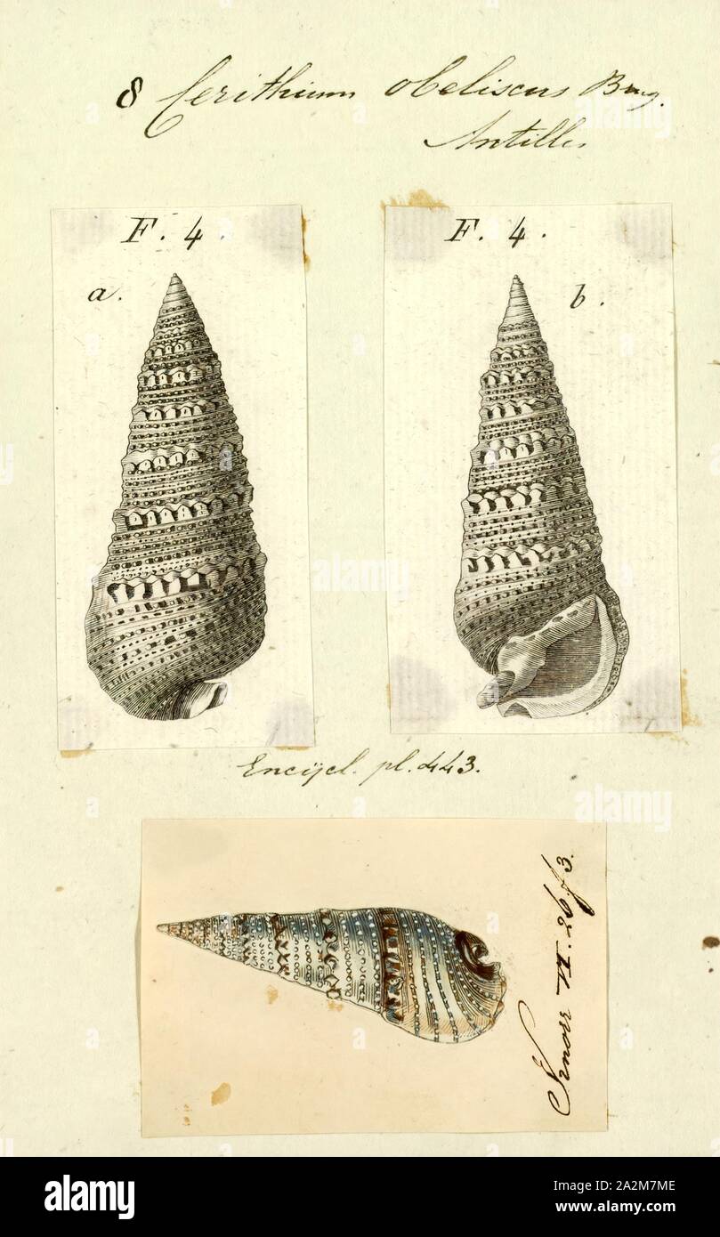 Cerithium obeliscus, Print, Cerithium is a genus of small to medium ...