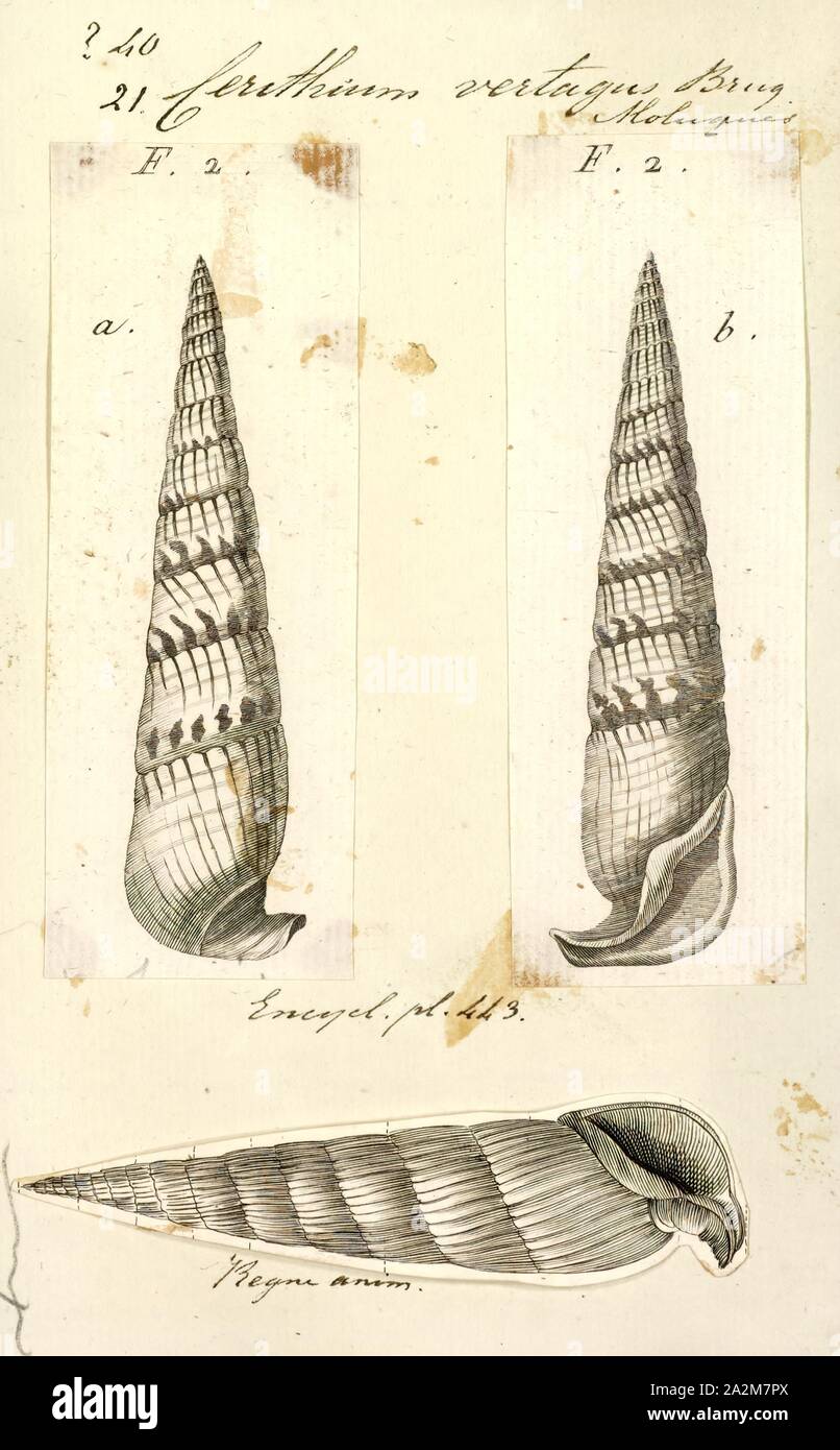Cerithium vertagus, Print, Cerithium is a genus of small to medium ...