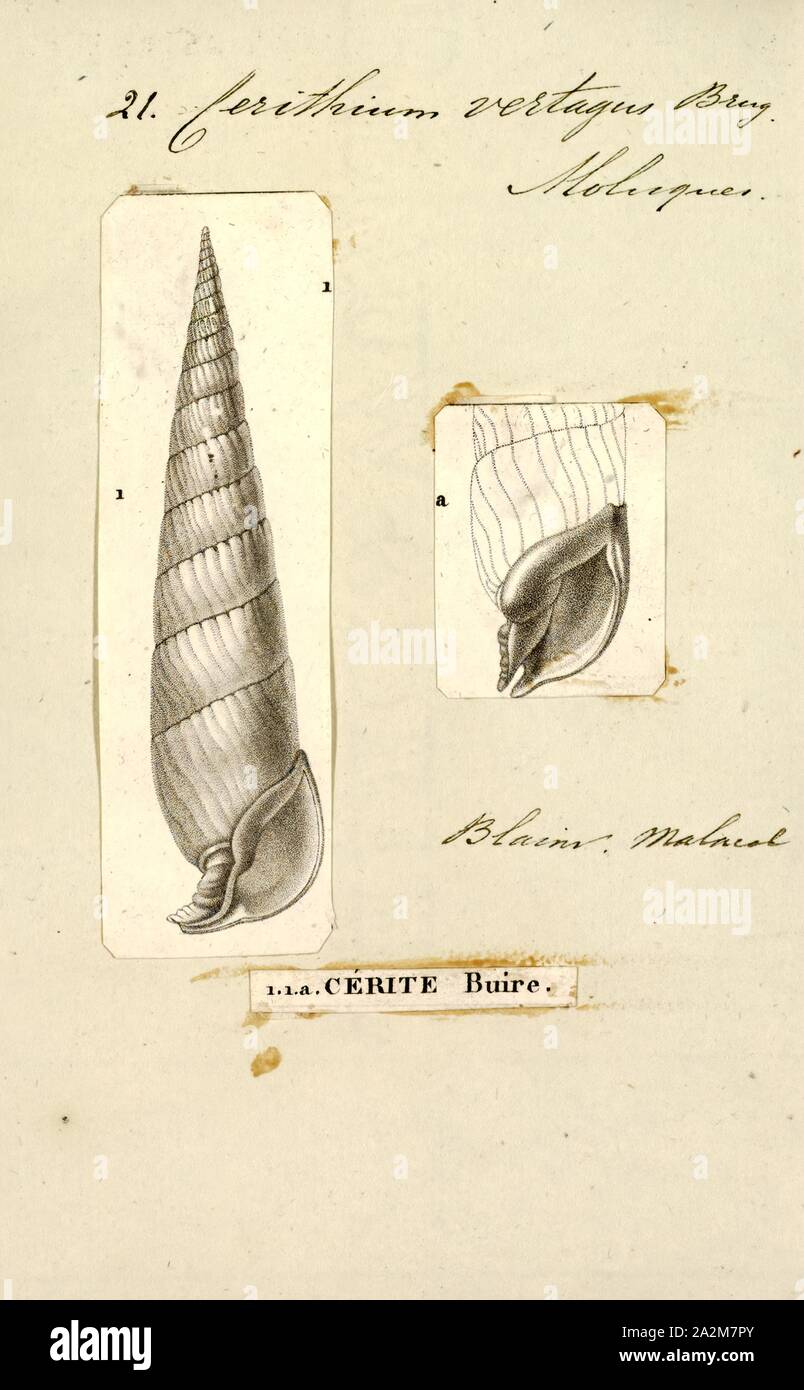 Cerithium vertagus hi-res stock photography and images - Alamy
