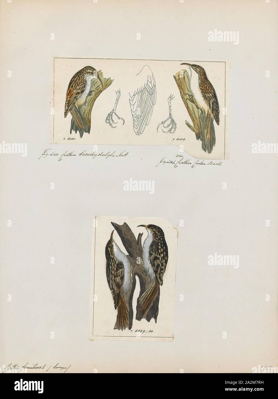 Underparts of tail whitish hi-res stock photography and images - Alamy