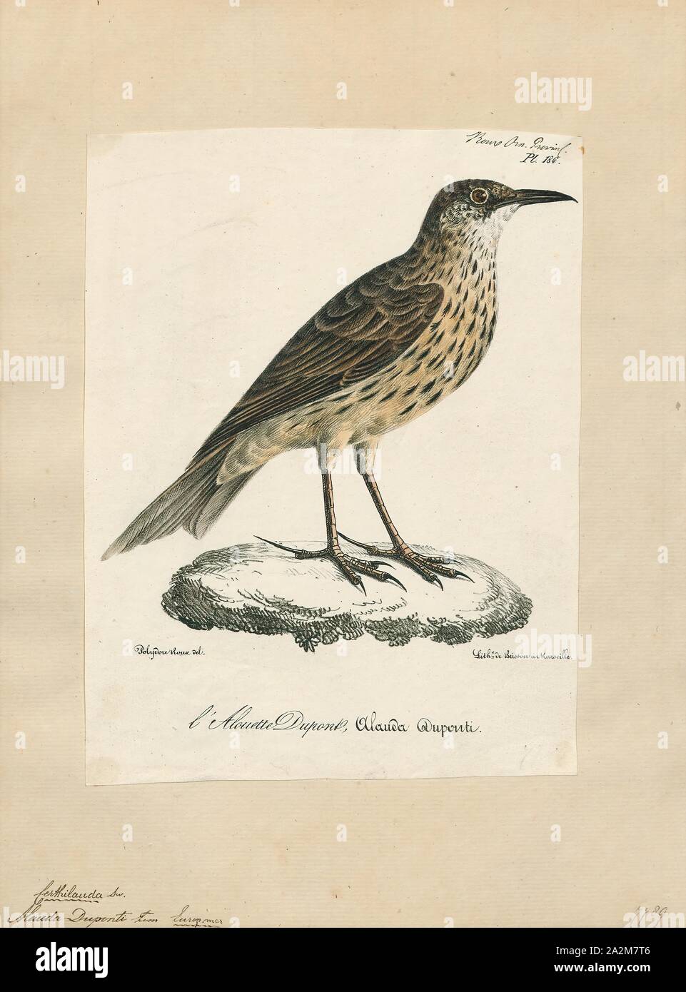 Alaudidae family living hi-res stock photography and images - Alamy