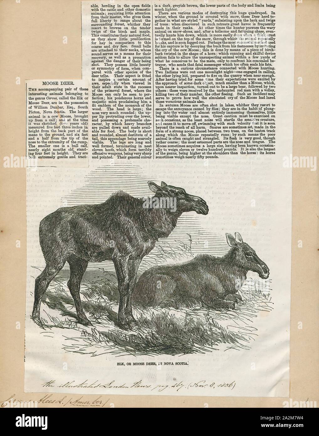 Cervus alces, Print, Moose, 1856 Stock Photo - Alamy