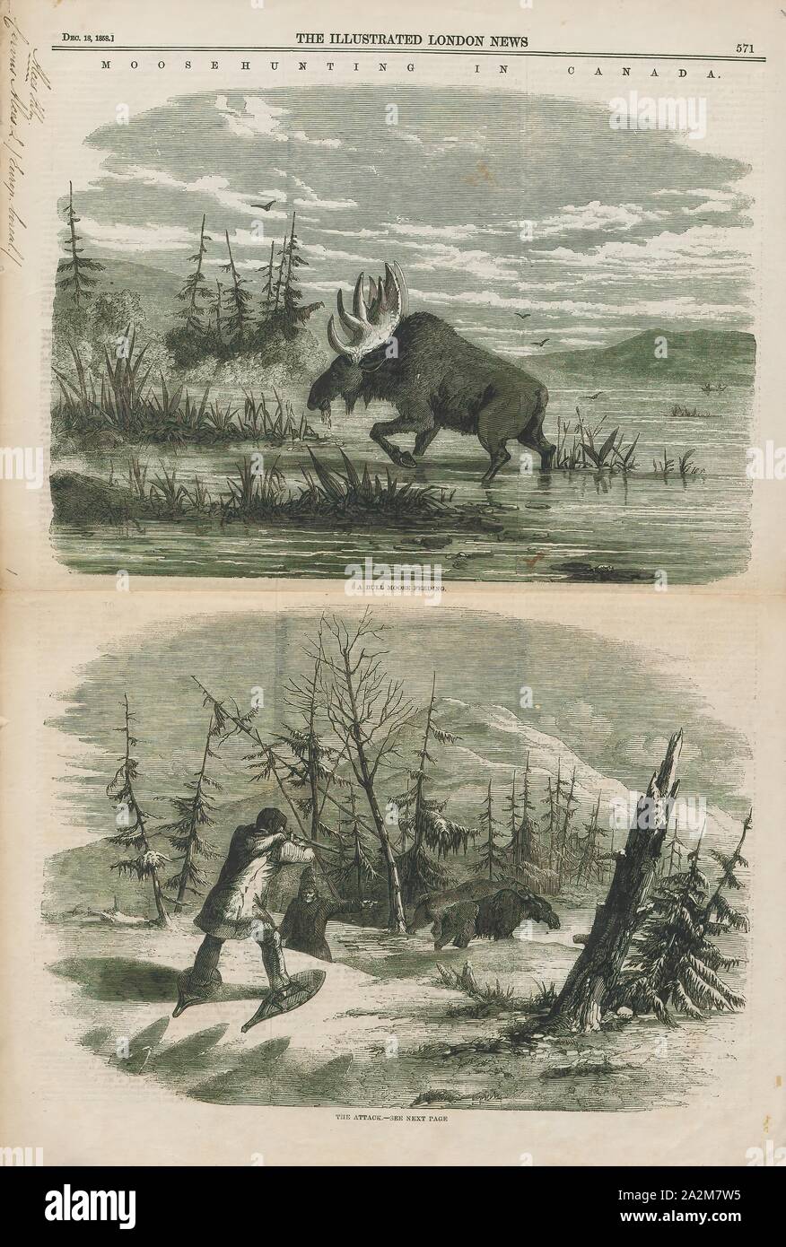 Cervus alces, Print, Moose, 1858 Stock Photo - Alamy