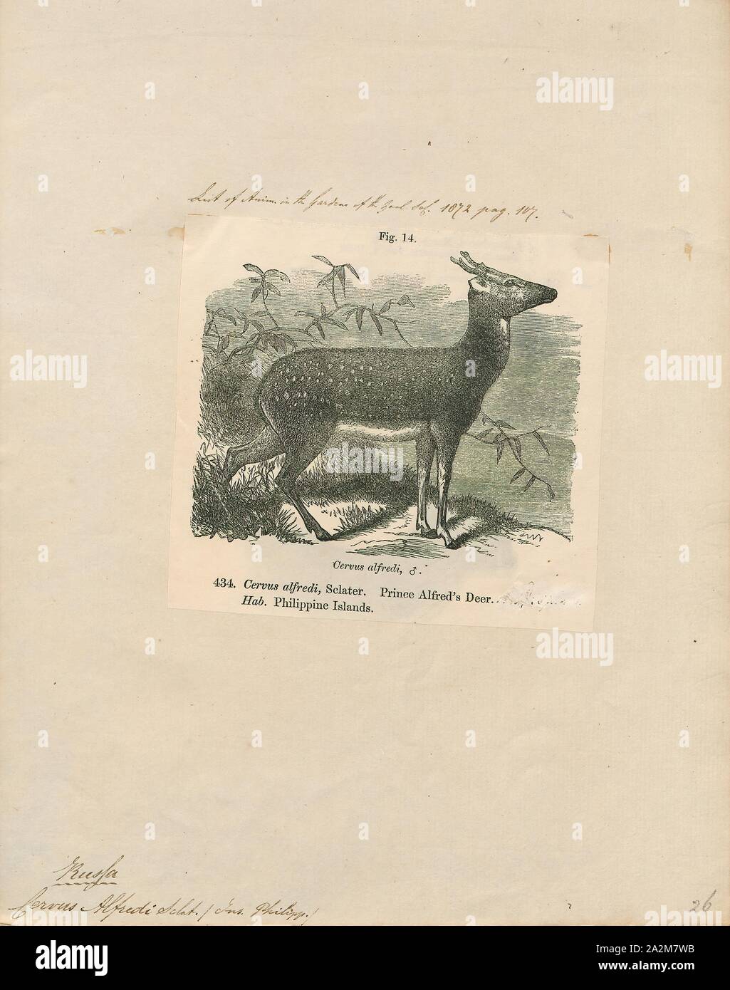 Cervus alfredi, Print, The Visayan spotted deer (Rusa alfredi), also ...