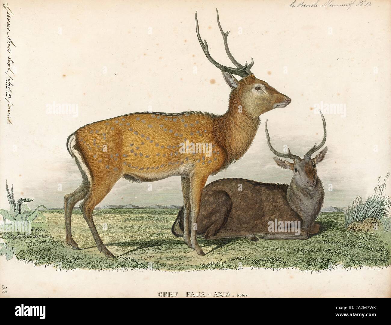 Cervus axis, Print, Chital, 1841-1852 Stock Photo - Alamy