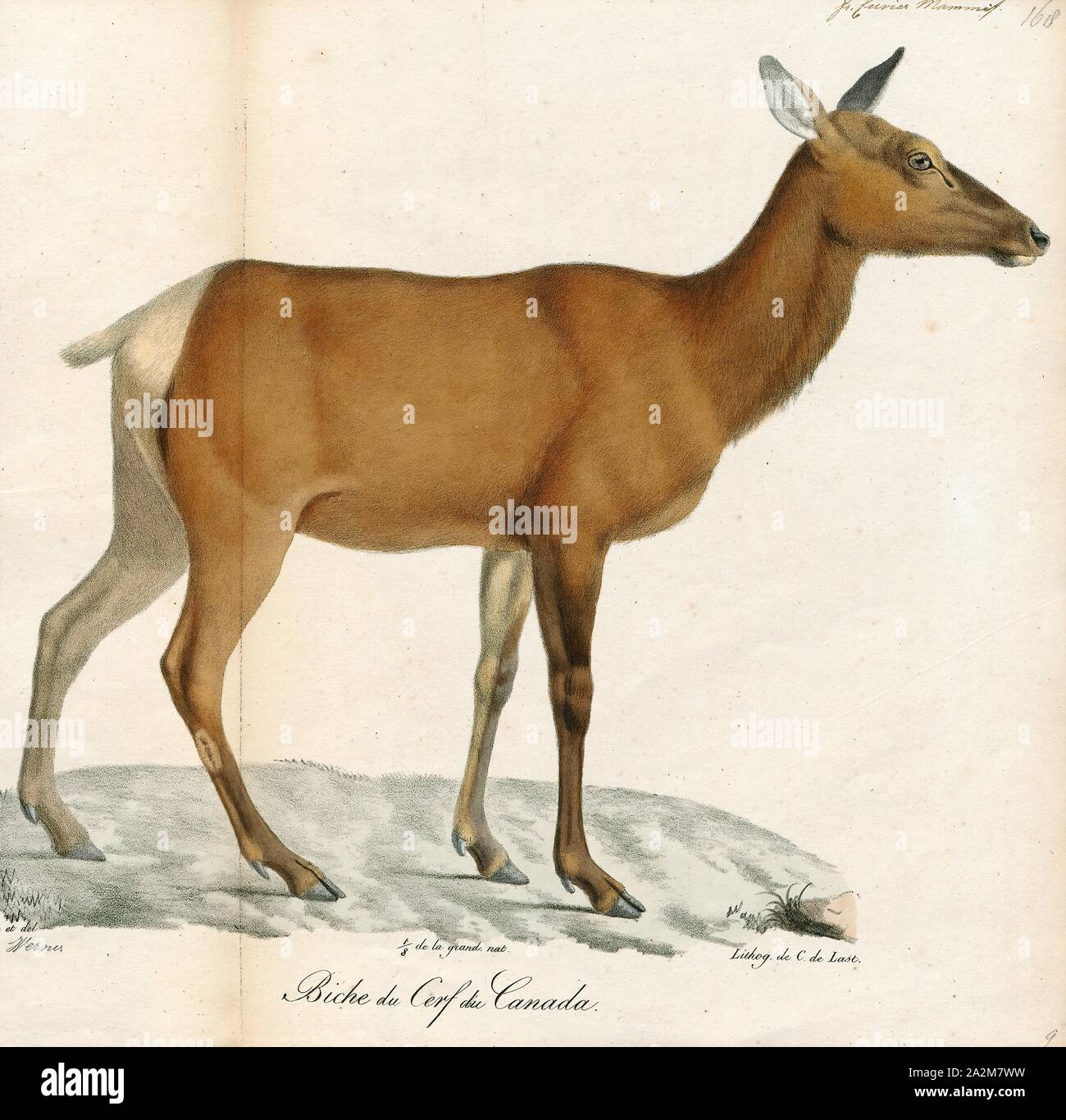 Cervus canadensis, Print, The elk or wapiti (Cervus canadensis) is one ...