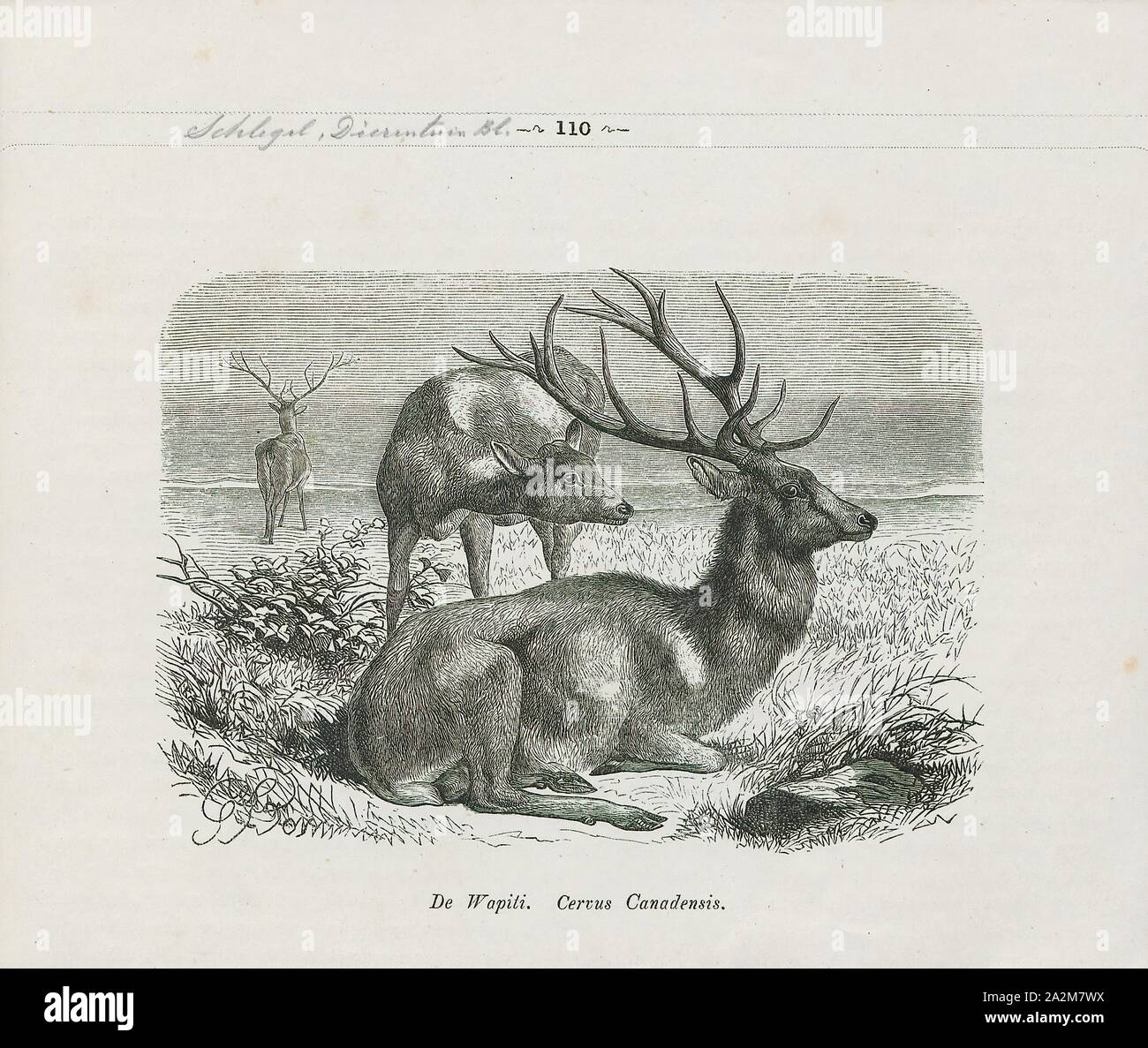 Cervus canadensis, Print, The elk or wapiti (Cervus canadensis) is one ...