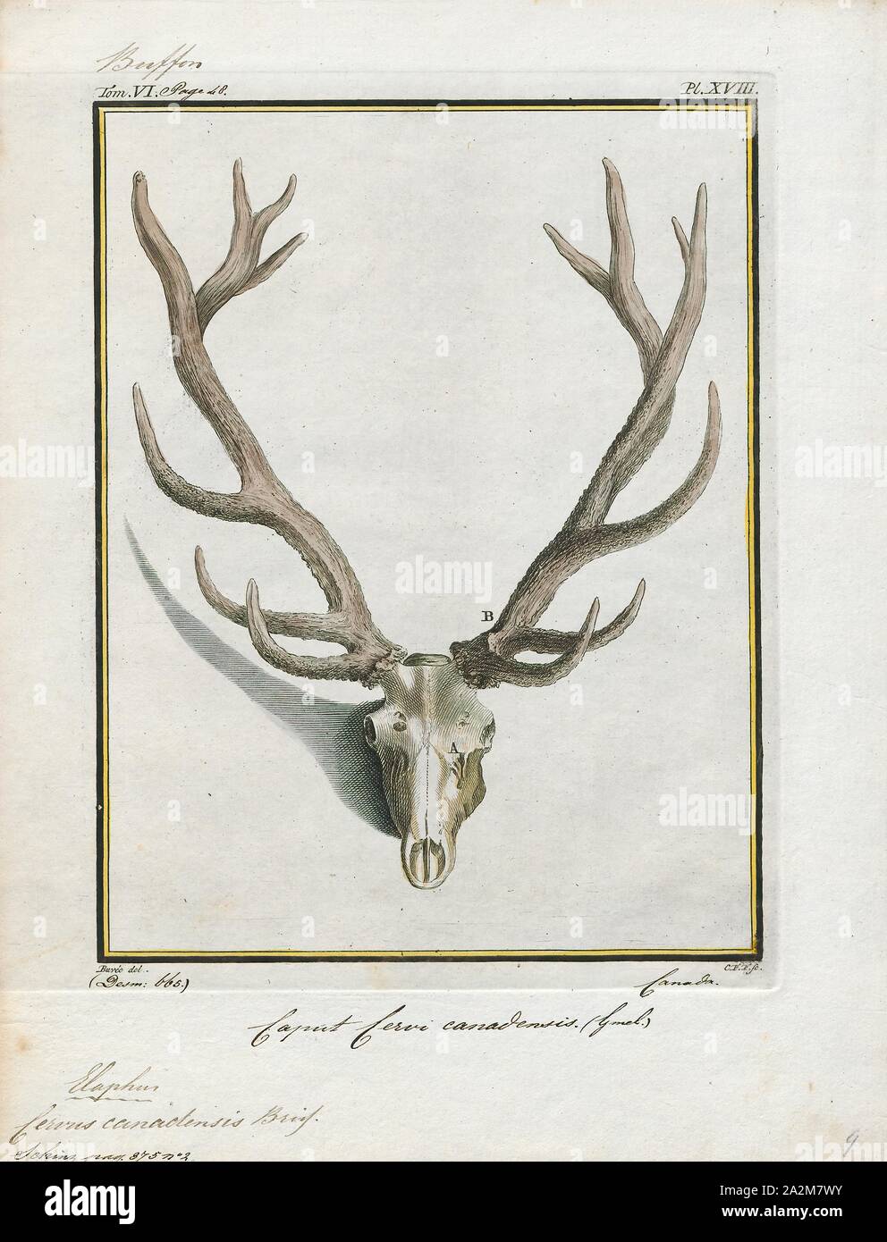 Cervus canadensis, Print, The elk or wapiti (Cervus canadensis) is one ...