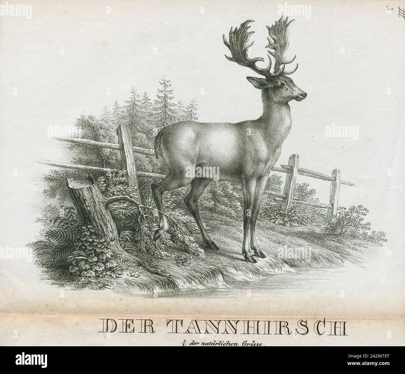 Madagascar Deer