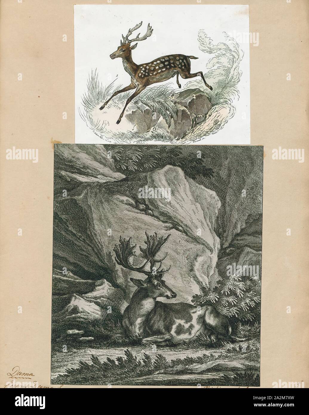 Peru cape verde hi-res stock photography and images - Alamy