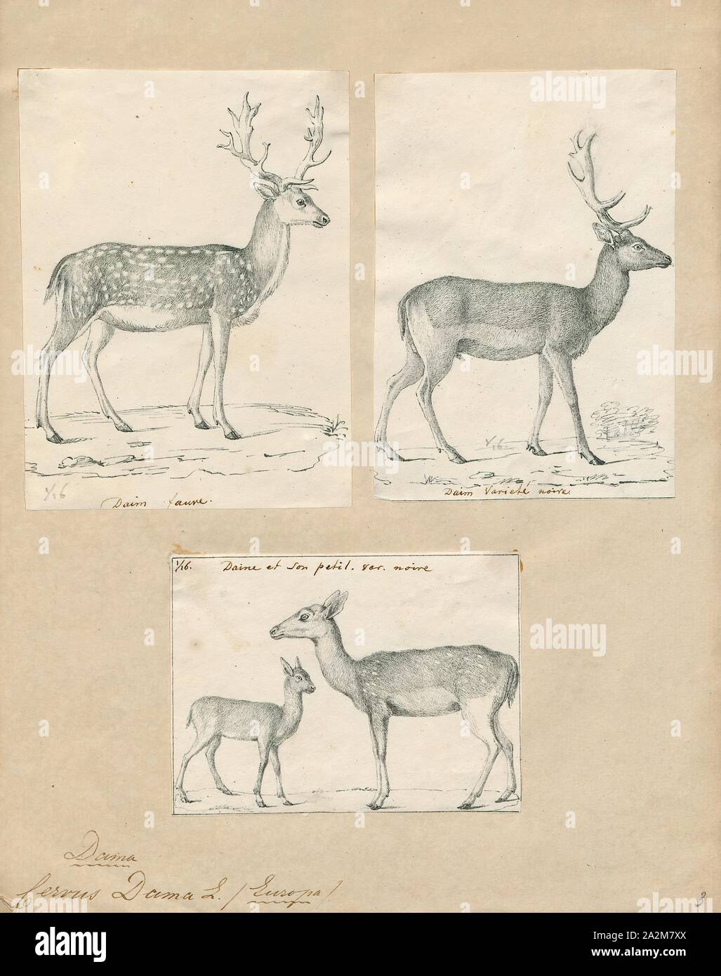 Dama antigua hi-res stock photography and images - Alamy