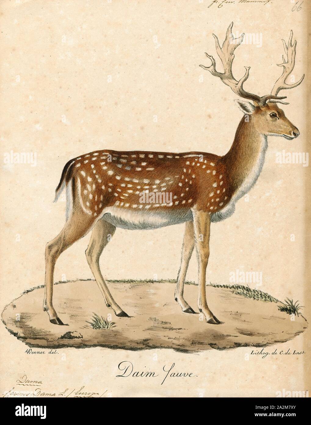 Cervus dama, Print, The fallow deer (Dama dama) is a ruminant mammal ...