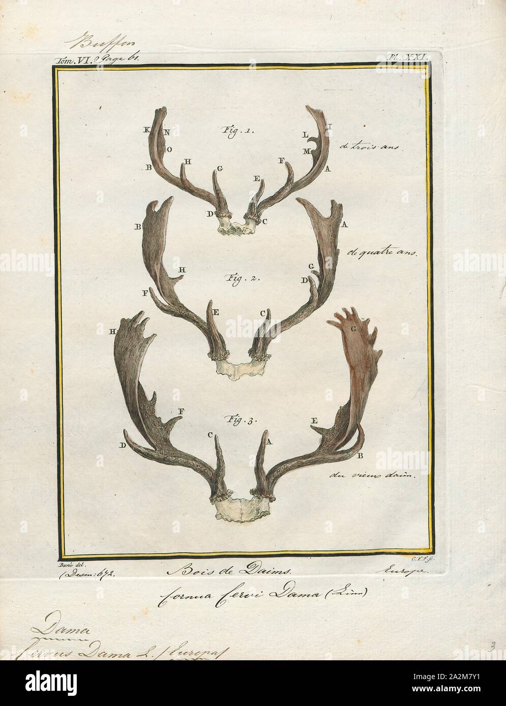 Cervus dama, Print, The fallow deer (Dama dama) is a ruminant mammal ...