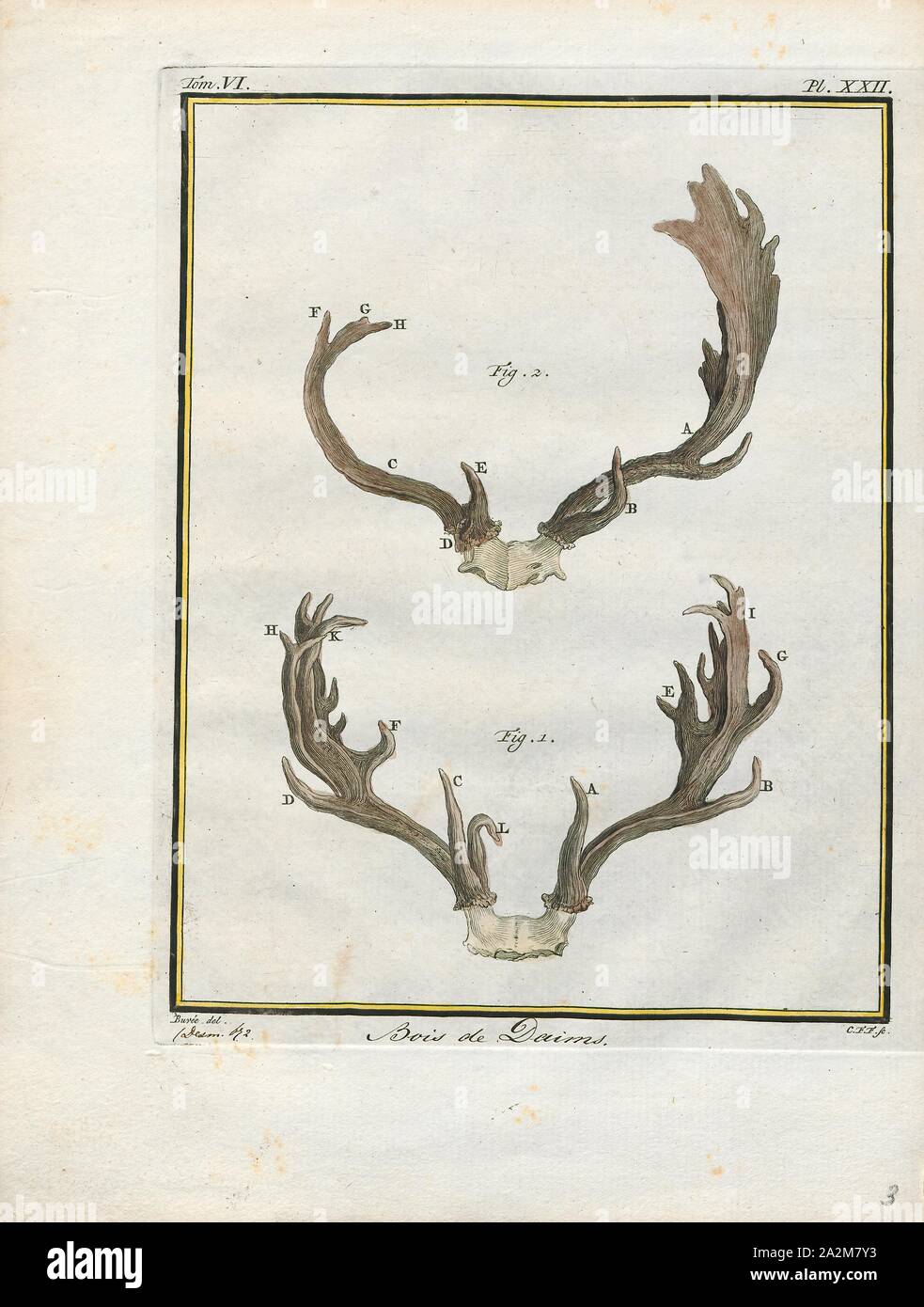Cervus dama, Print, The fallow deer (Dama dama) is a ruminant mammal ...