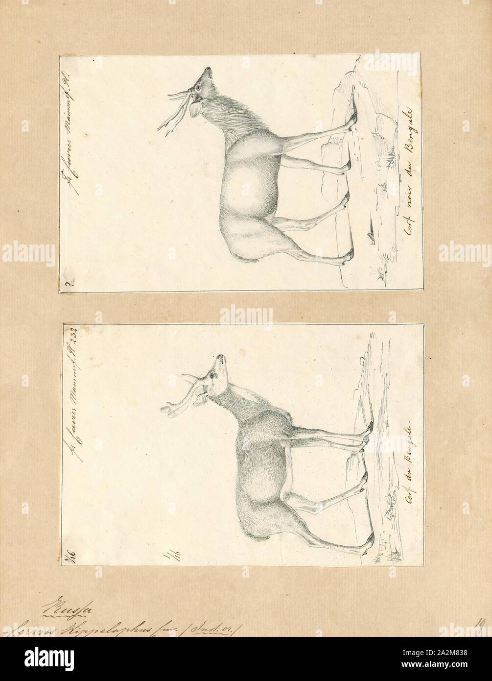 Cervus hippelaphus, Print, Cervus is a genus of deer that primarily are ...