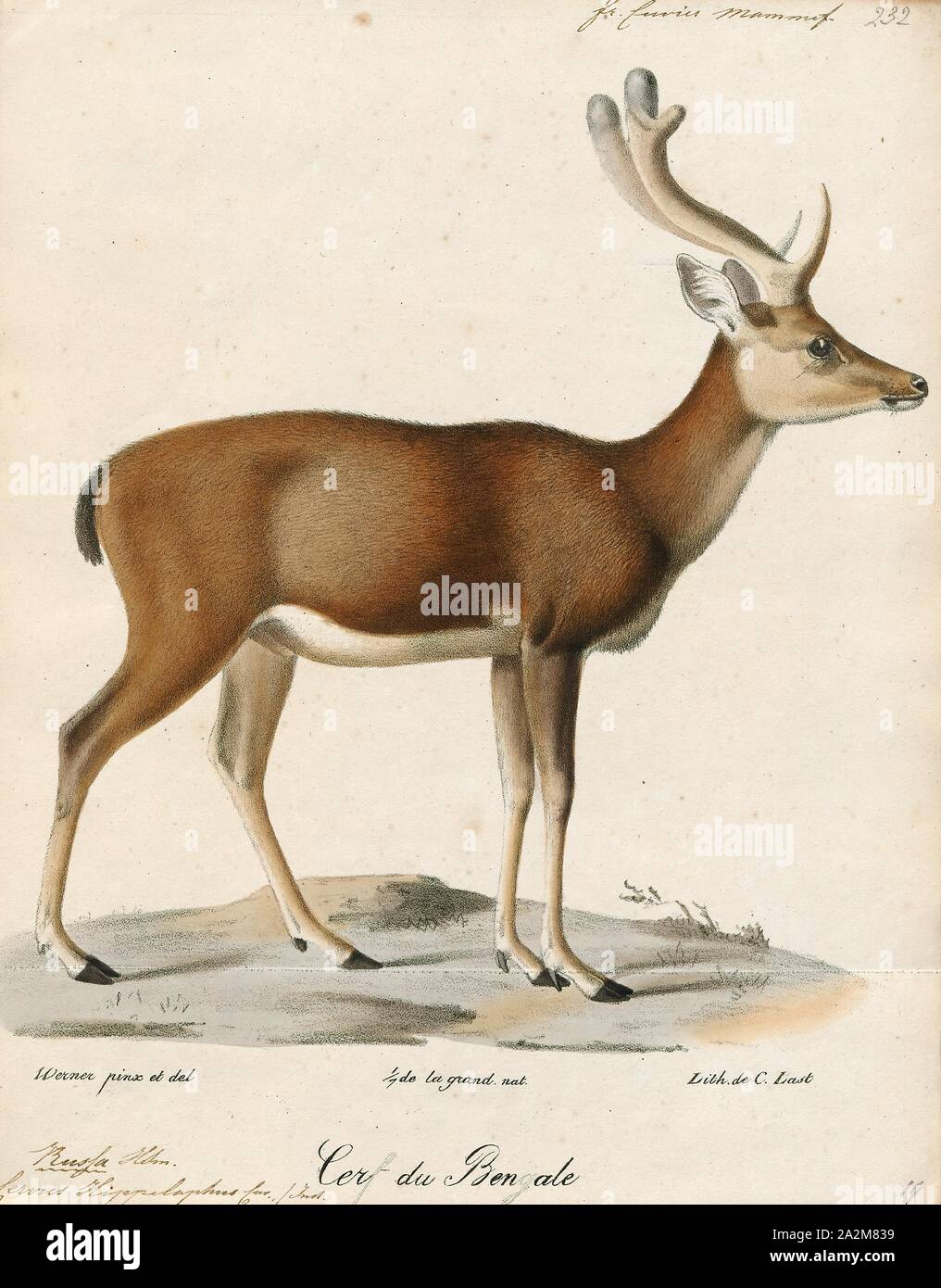 Cervus hippelaphus, Print, Cervus is a genus of deer that primarily are ...