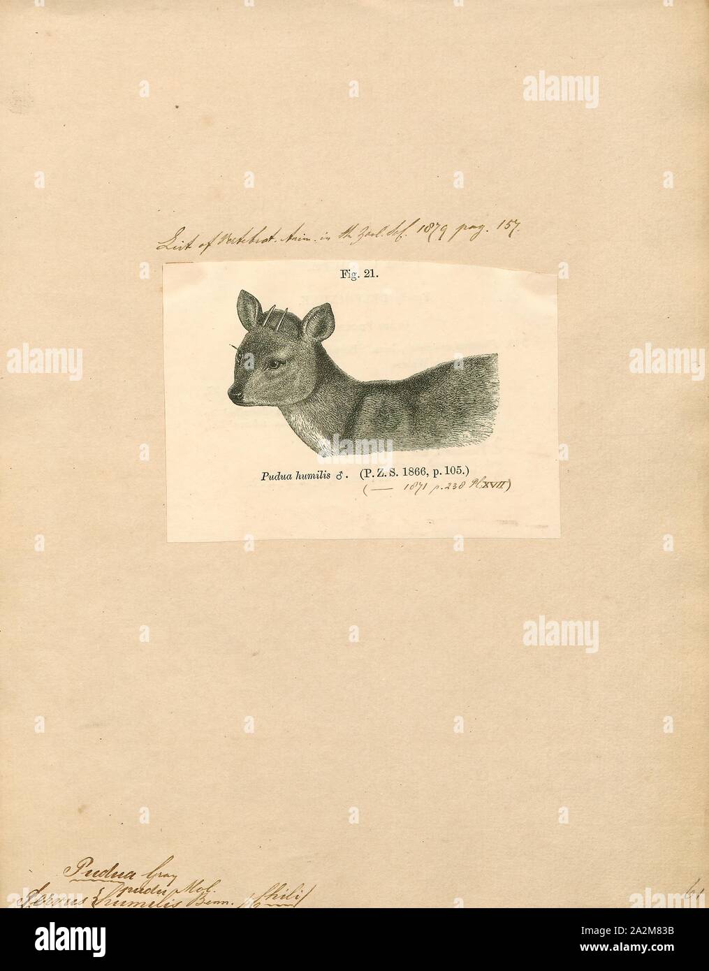 Cervus humilis hi-res stock photography and images - Alamy