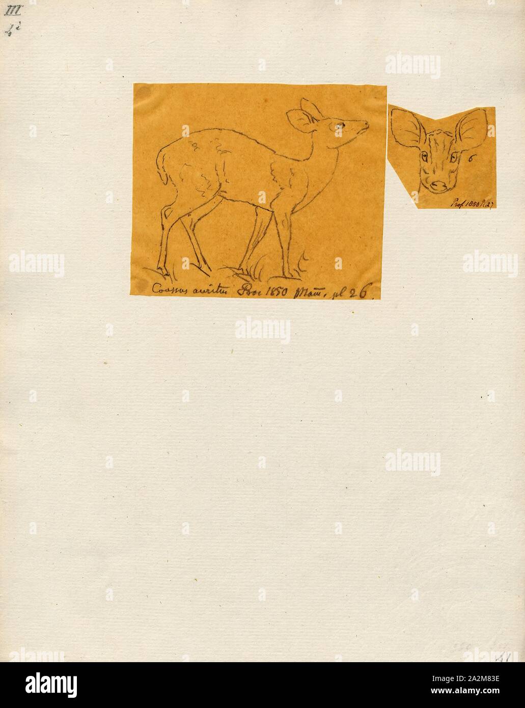 Cervus macrotus hi-res stock photography and images - Alamy