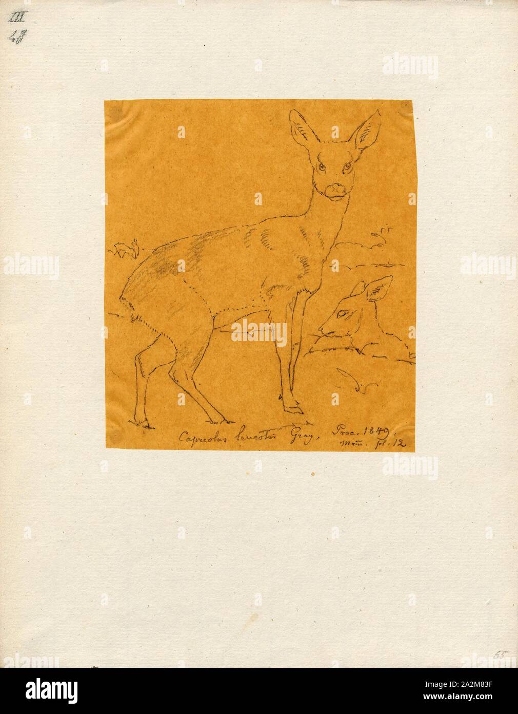 Cervus leucotis hi-res stock photography and images - Alamy