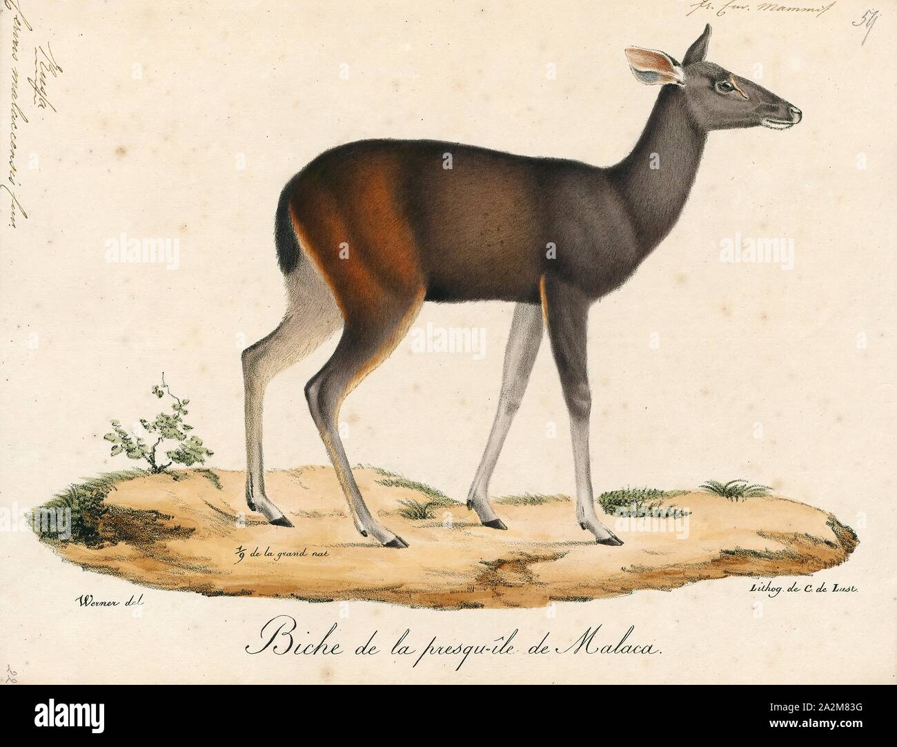 Cervus malaccensis hi-res stock photography and images - Alamy